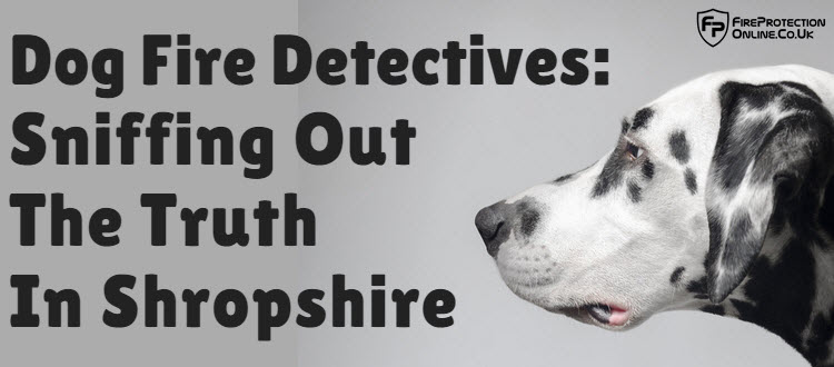 Dog Fire Detectives: Sniffing out the Truth in Shropshire - Fire Safety ...